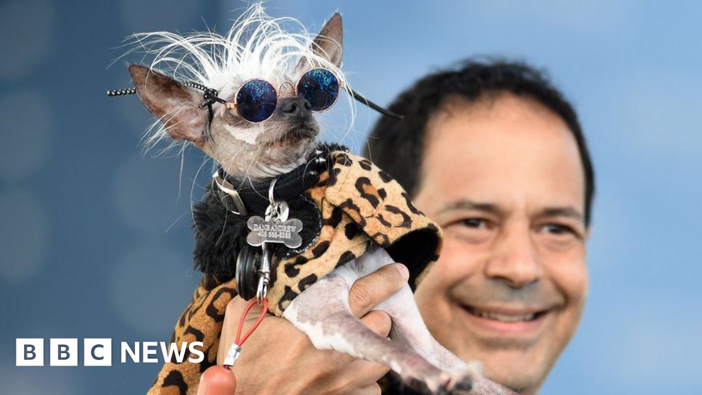 In pictures: Not-so-pretty pooches vie for ugly dog crown - BBC News