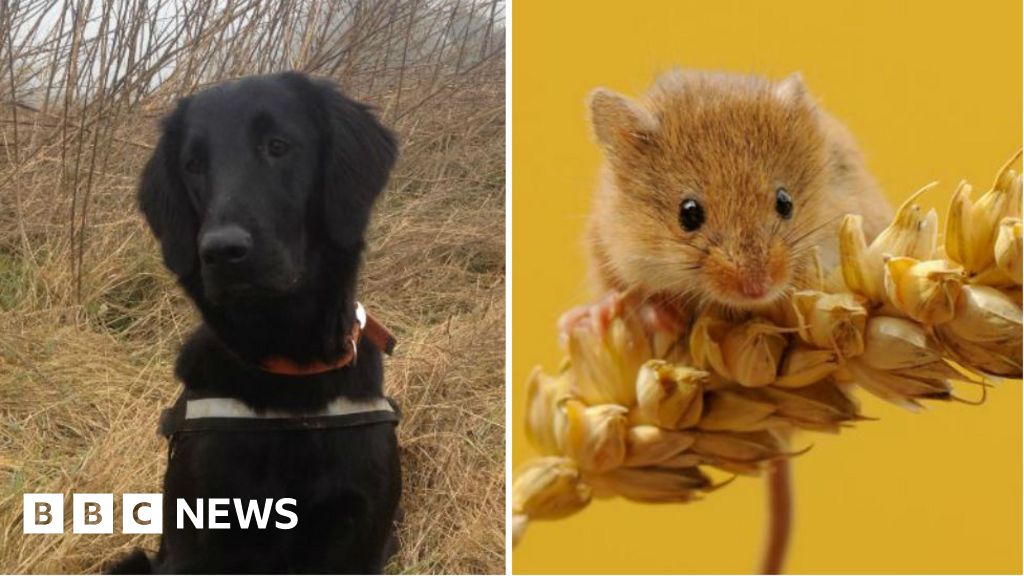 Sniffer dog trained in mouse detection for Northamptonshire ...