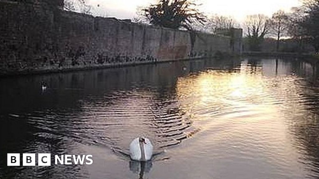 Bell-ringing 'widowed' swan called Wynn back The Bishop's Palace