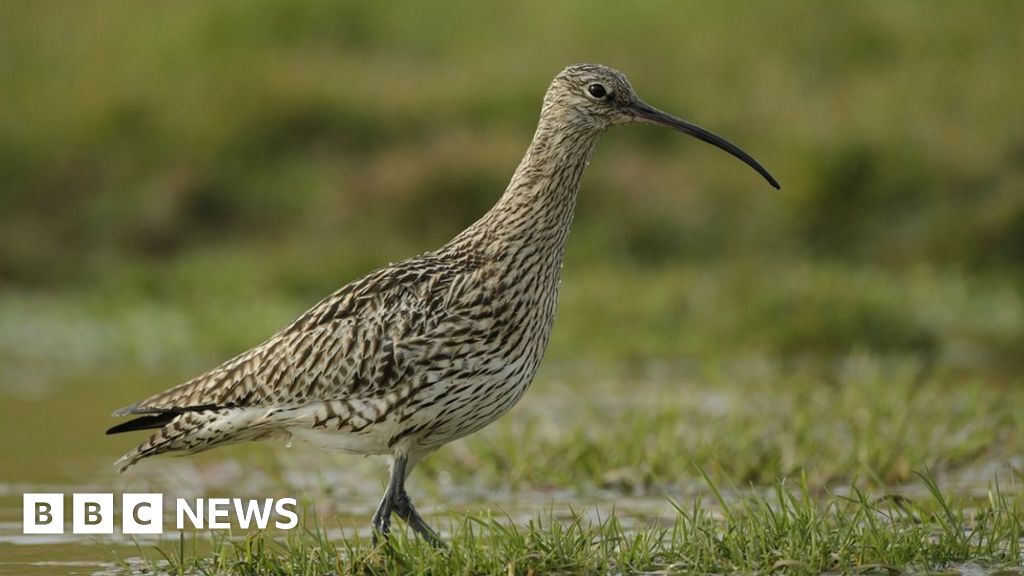 Climate change: Rare birds return to Wales after bog project - BBC News