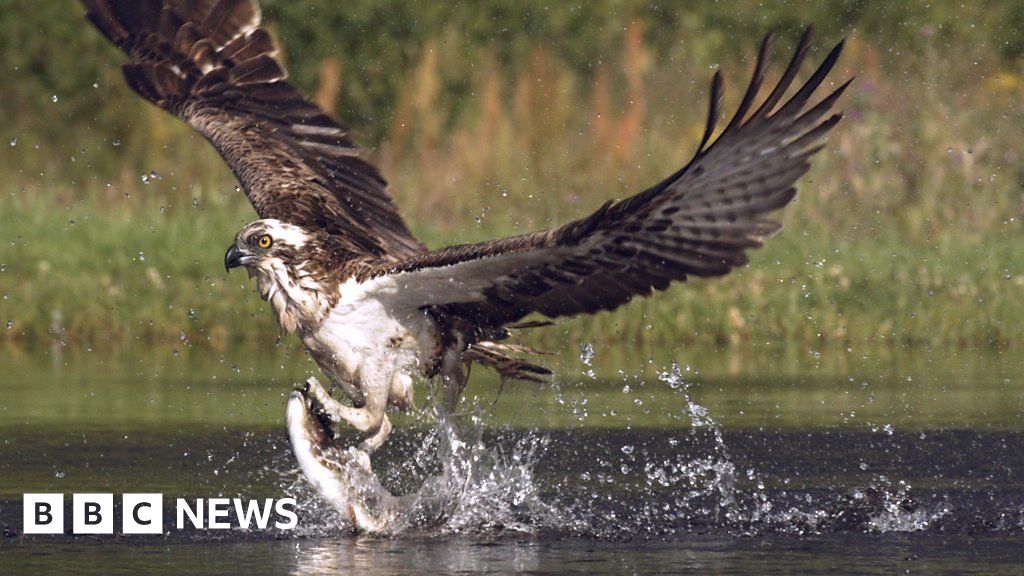 Inverness-shire osprey filmed fishing for trout - BBC News