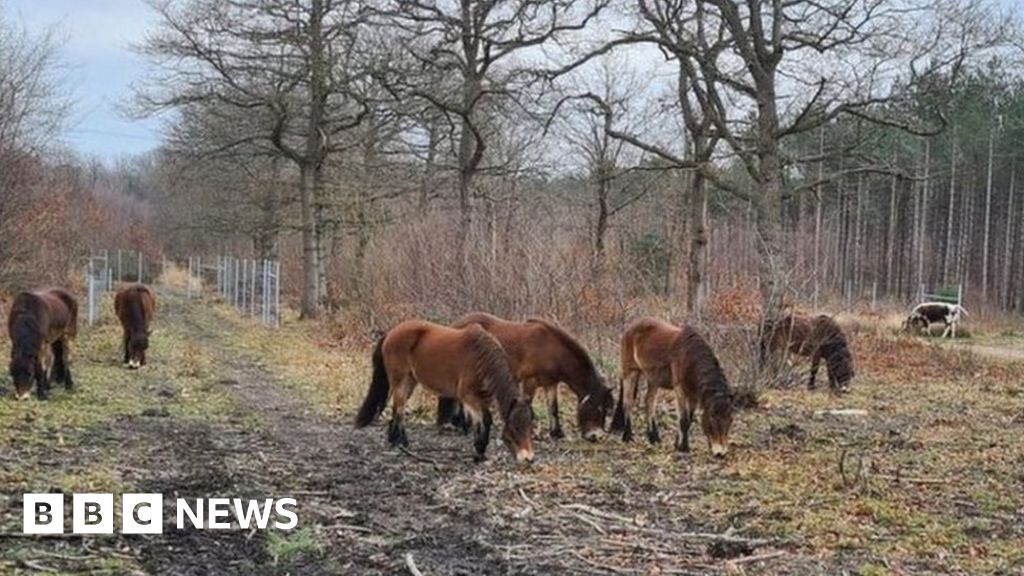 Grazing animals introduced to Kent bison rewilding project - BBC News