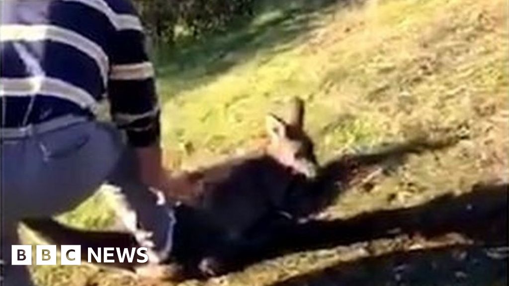 Man arrested in Melbourne after 'abhorrent' kangaroo killing
