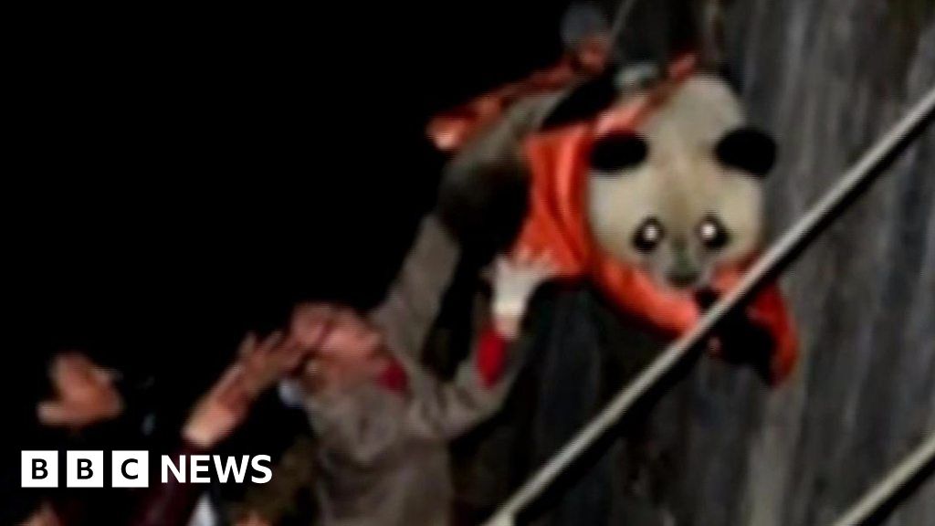 Wild panda winched to safety from China dam - BBC News