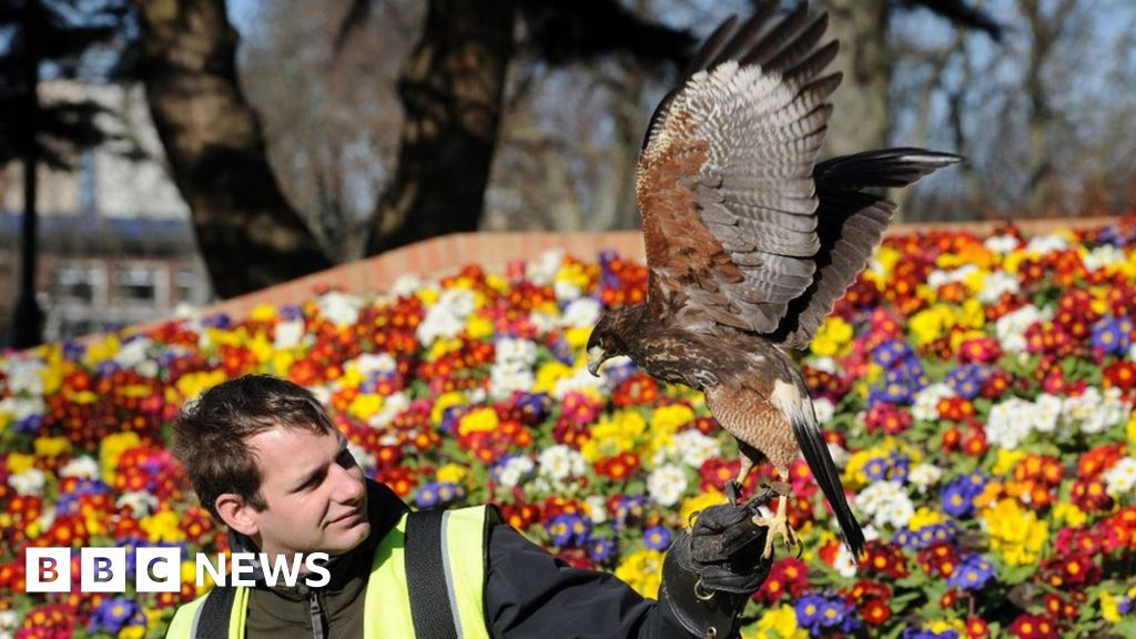 Hawk patrol to cut Sunderland seagull 'nuisance' - BBC News