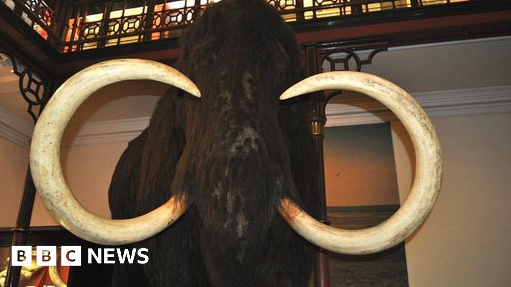 Ipswich Museum's ice age collection of national importance - Arts Council