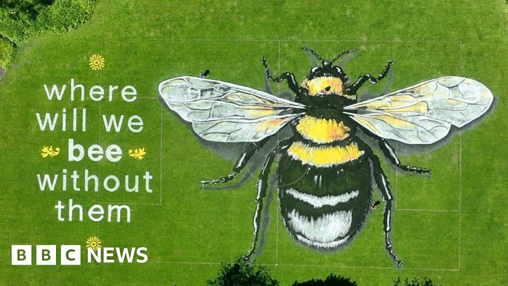World Bee Day: Artwork creates buzz around threat to bees - BBC News