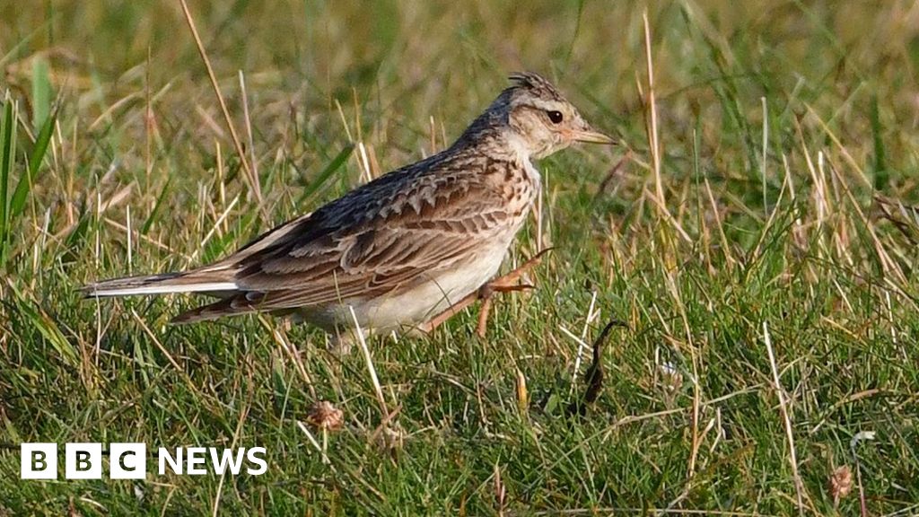 Acid grassland housing redevelopment must go ahead - council - BBC News