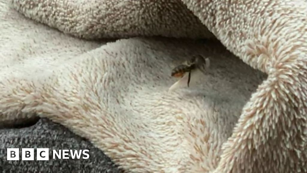 British bees under threat from Turkish insect invader - BBC News