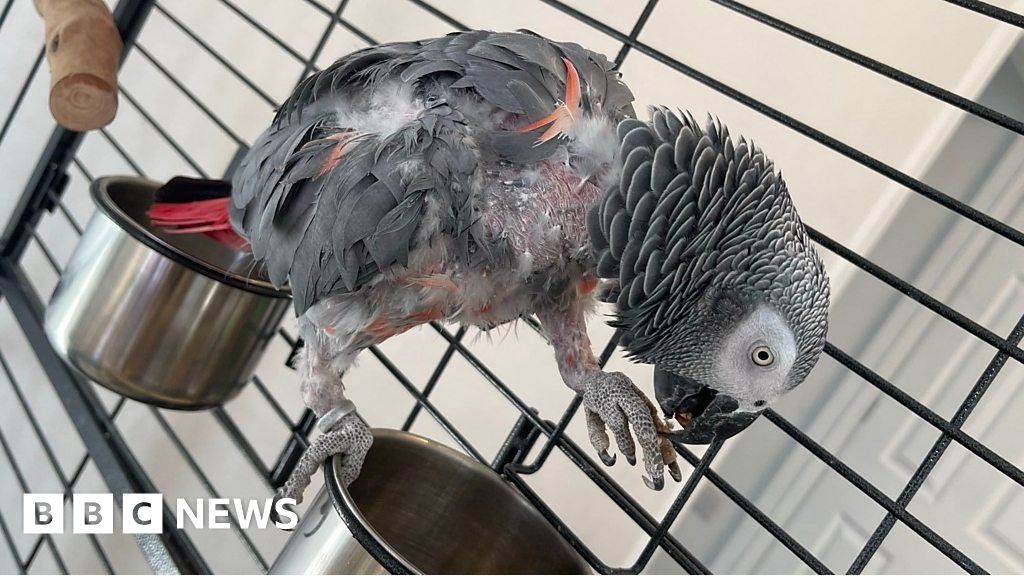 'Depressed' parrot swears after finding new home - BBC News