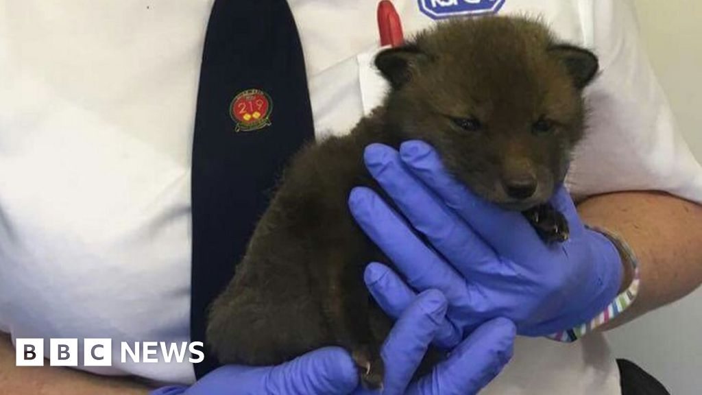 Burnt fox cub rescued after deliberate Mountain Ash fire - BBC News