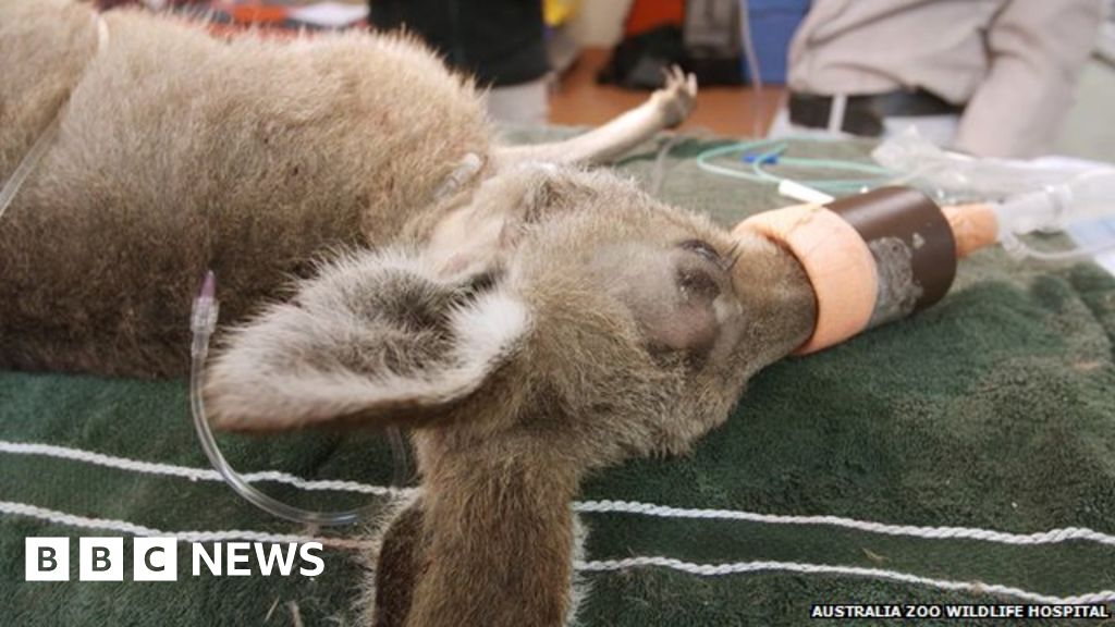 Vets treat kangaroo mother shot with arrow - BBC News