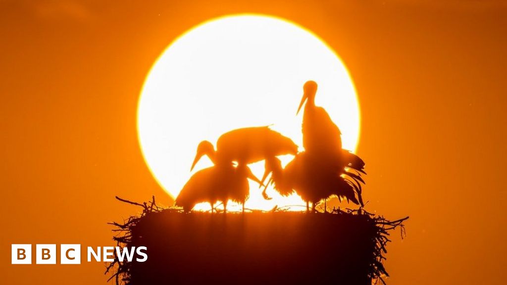 Week in pictures: 7-13 July 2018 - BBC News