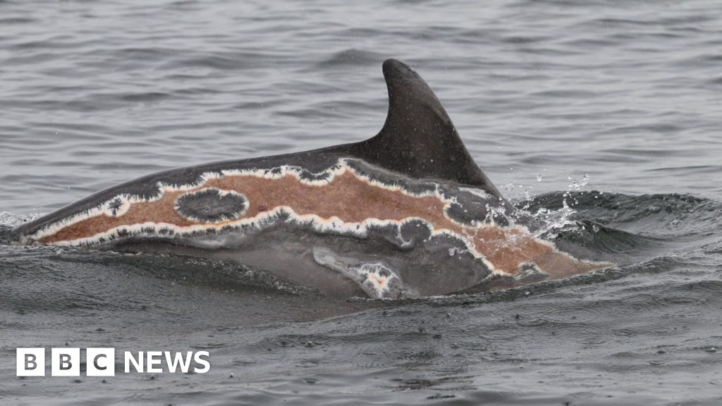 Photographs show healing of sunburned dolphin Spirtle - BBC News