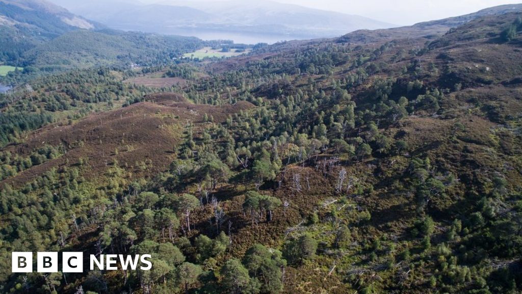 Community group buys historic Loch Arkaig Forest - BBC News