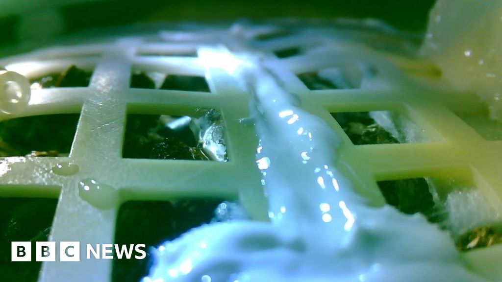 China's Moon mission sees first seeds sprout - BBC News