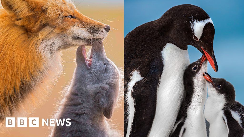 'Virtual safari': Wildlife photos from around the world - BBC News