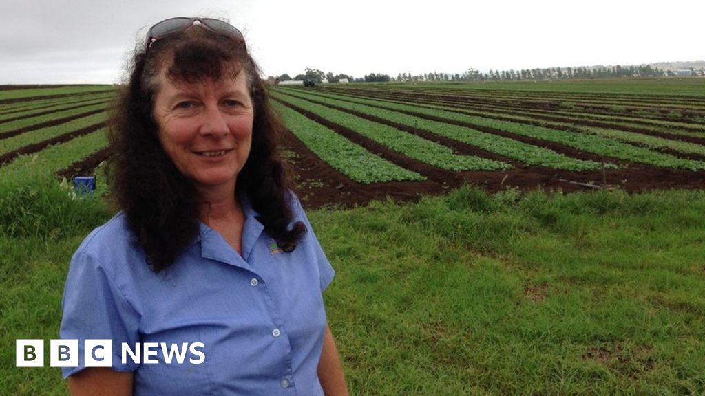Australia turns to agriculture as mining boom cools - BBC News