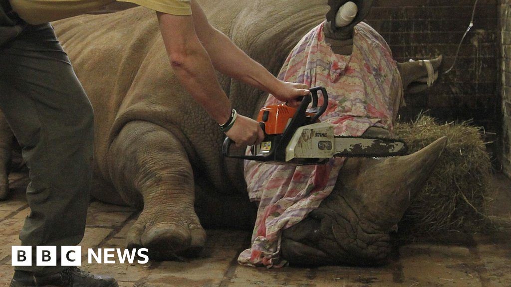 Why a Czech zoo is dehorning its white rhinos - BBC News
