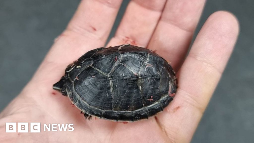 Stolen turtle returned to Staffordshire pet shop - BBC News