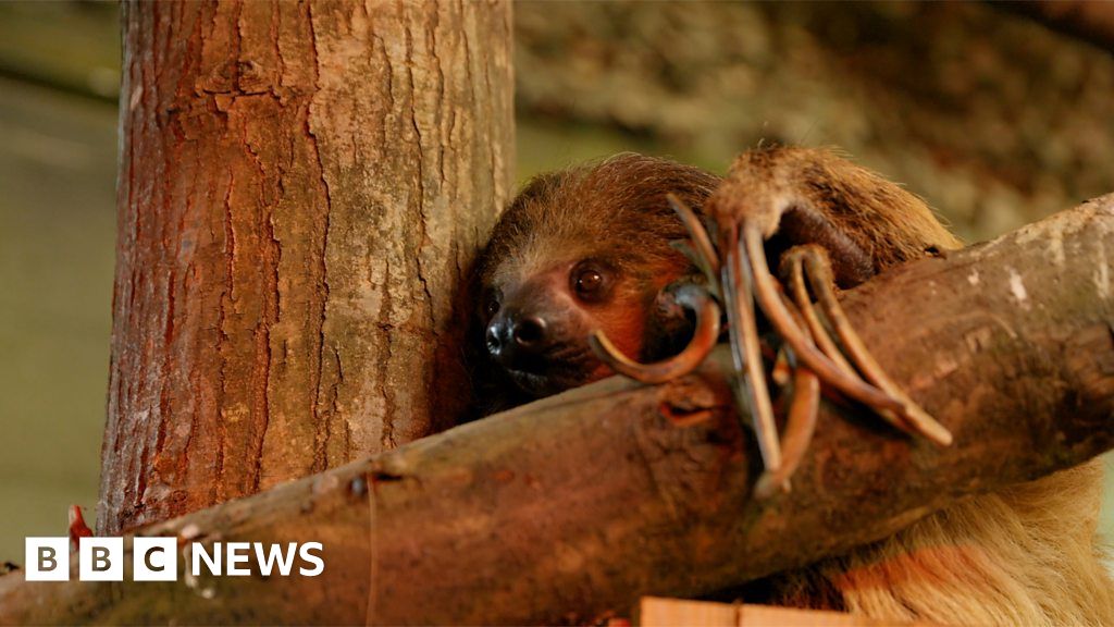 Folly Farm: Home help for the old sloths slowing down - BBC News
