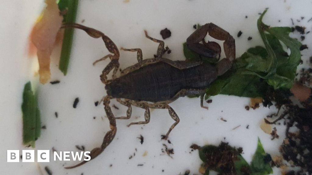 Scorpion on London to Edinburgh train gives birth after rescue - BBC News