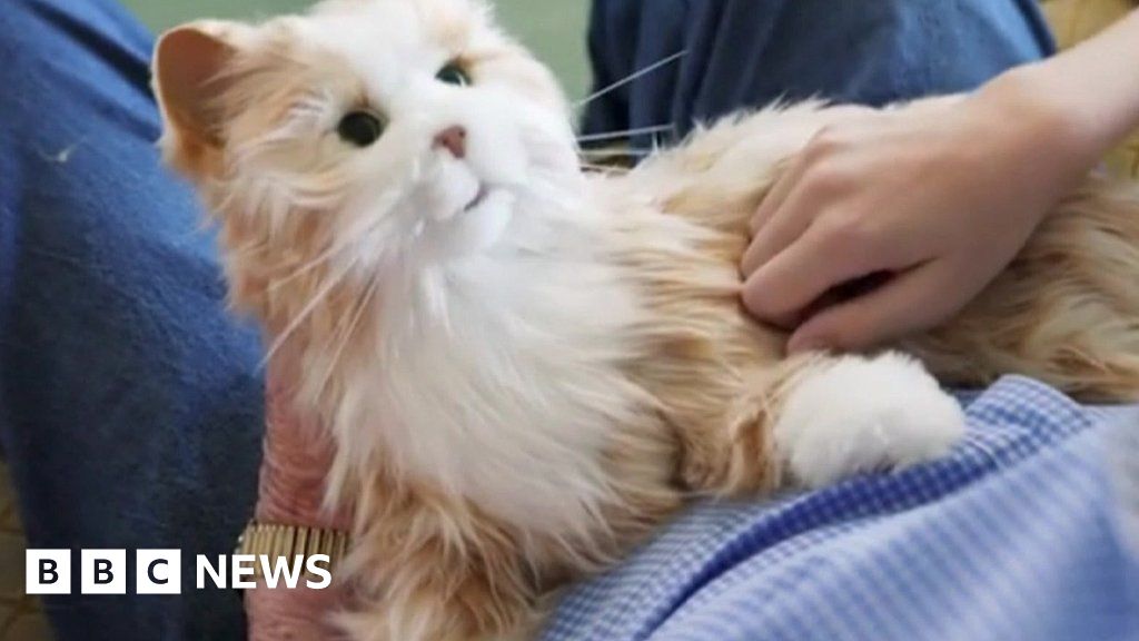 Robotic pet cat goes on sale and other tech news - BBC News