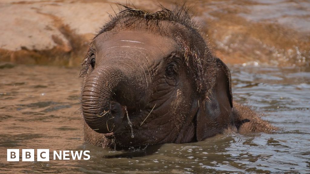 Chester Zoo elephant calf's EEHV survival 'momentous'