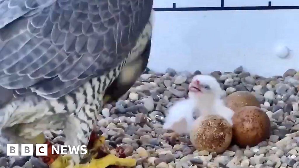 Thousands watch peregrine falcon chick hatch online