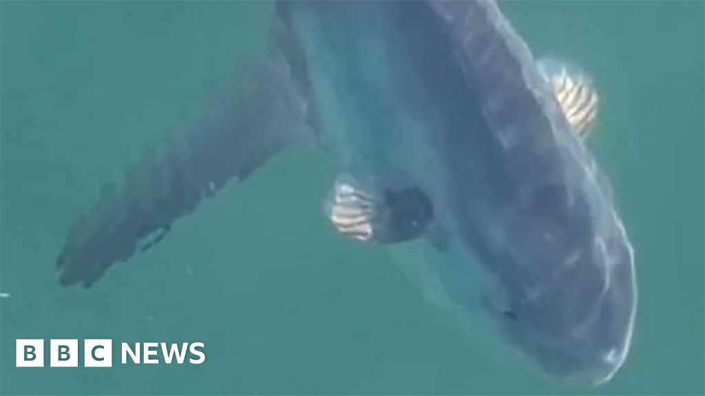 Bridlington: Sunshine-loving fish spotted off Yorkshire coast