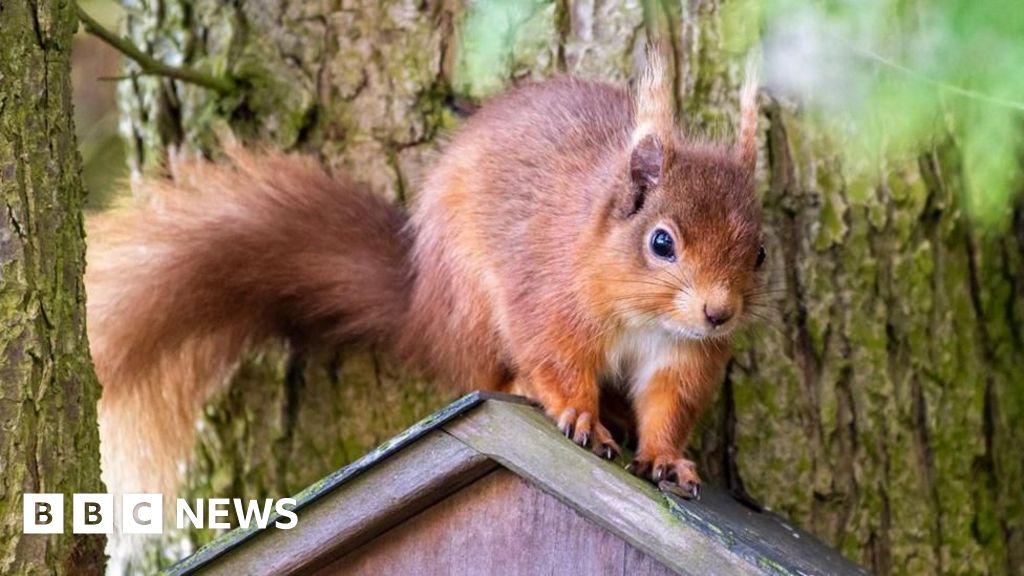 Pox outbreaks threatens Northumberland's red squirrels.