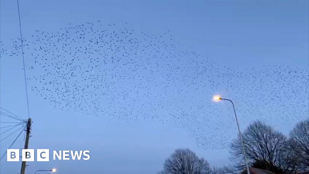 Wildlife: Starlings give city a spectacular show - BBC News