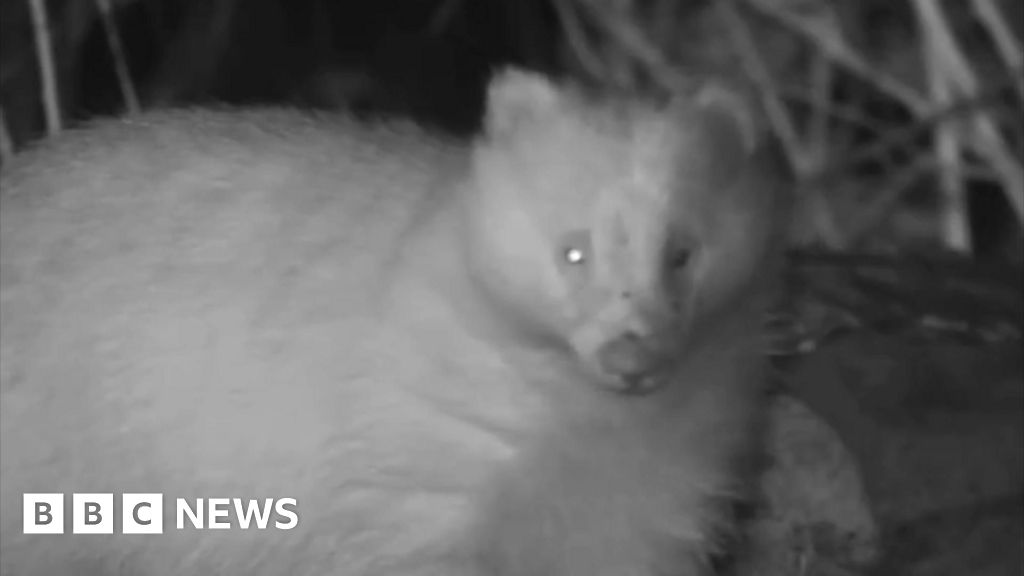 'Rare' blonde badger spotted in Essex countryside - BBC News