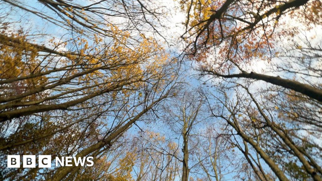 One million trees planted for 'Forest of Cornwall' - BBC News