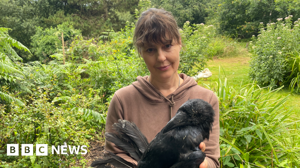 'Don't kill our protected ravens', Herefordshire rescue pleads - BBC News