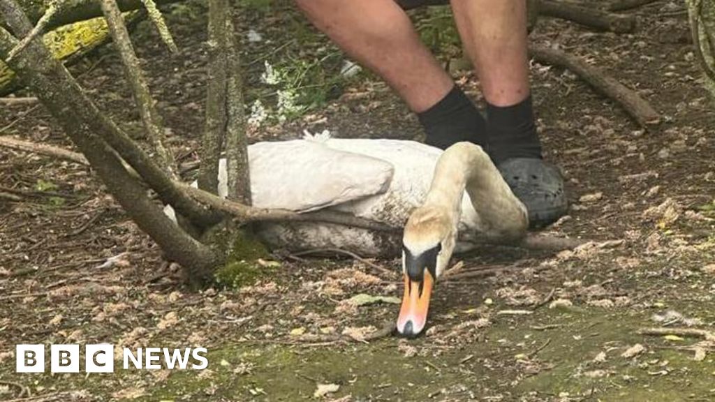 Swans killed in dog attack at Thatcham Nature Discovery Centre - BBC News