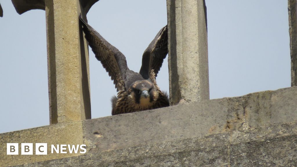 Peregrine falcon rescued after 'premature' flight in Cambridge