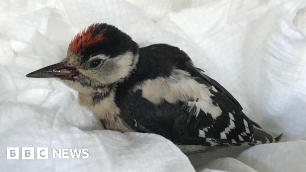 Rare woodpecker found injured in Guernsey nursed back the health - BBC News