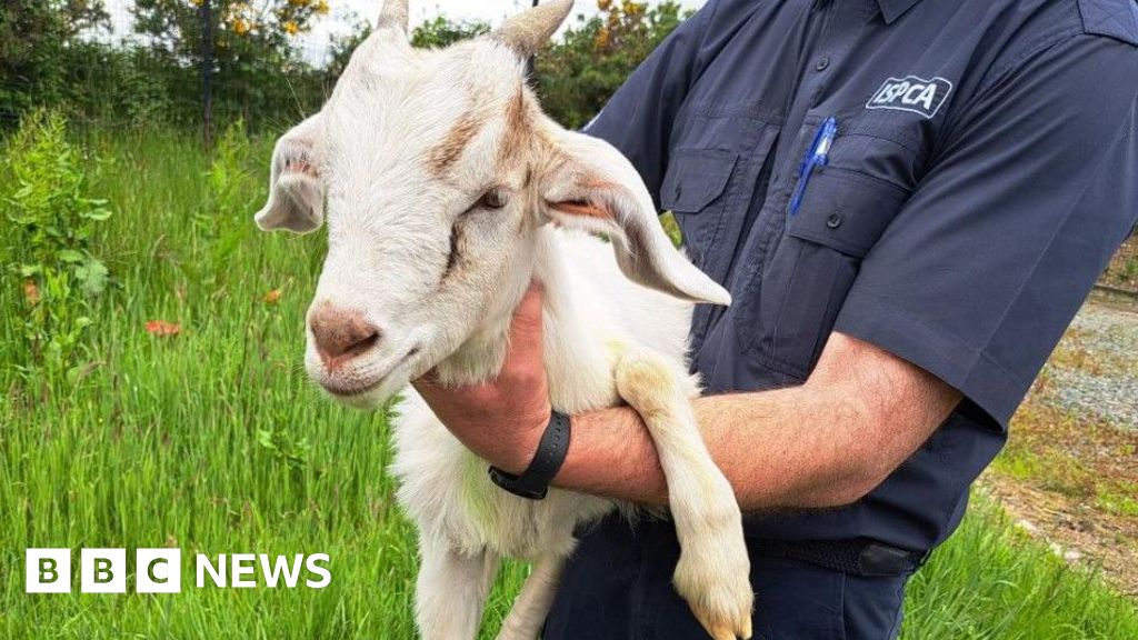 Donegal: Trapped goat rescued from castle tower - BBC News