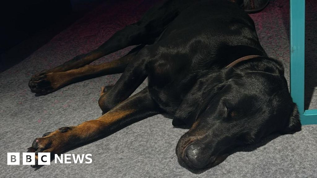 Crufts: Missing dog found after extensive search - BBC News