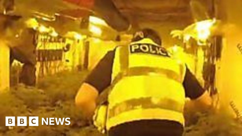Watch: Police bodycam captures £700k cannabis raid