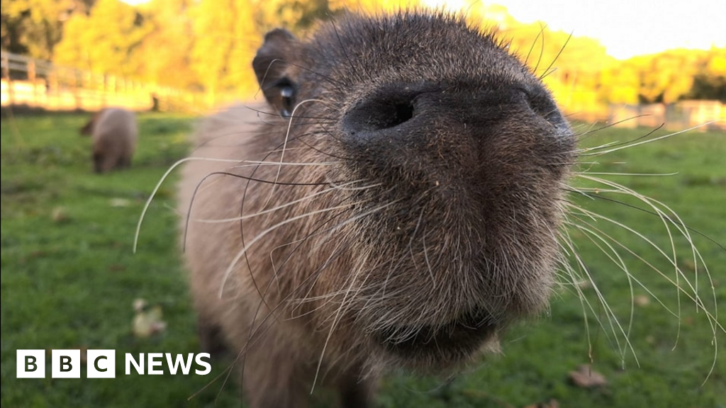 Belated birthday party for Cinnamon the capybara - BBC News