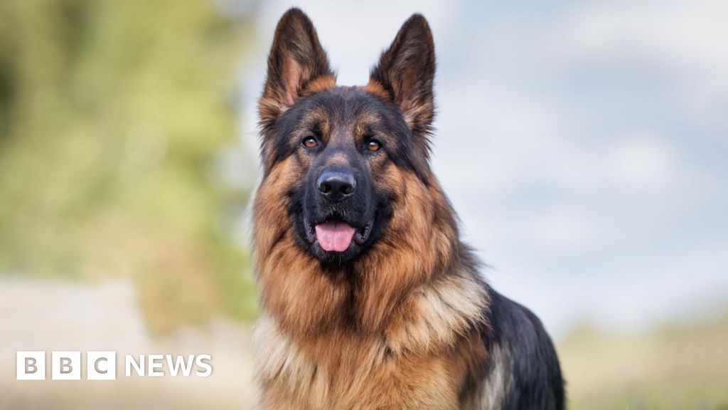 German Shepherd dog seized in Bristol after biting three people