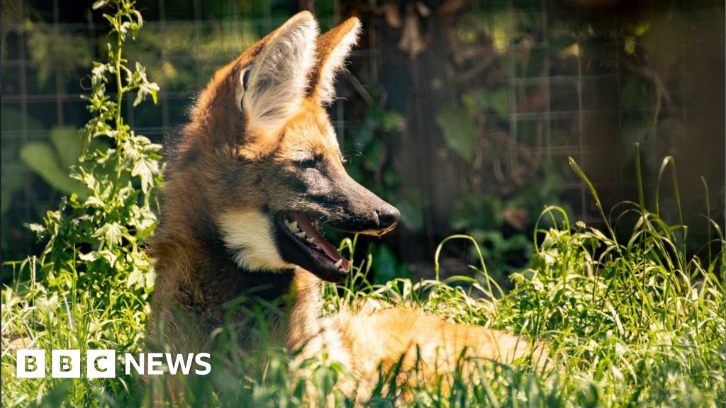 Paignton Zoo welcomes new companion for their maned wolf - BBC News