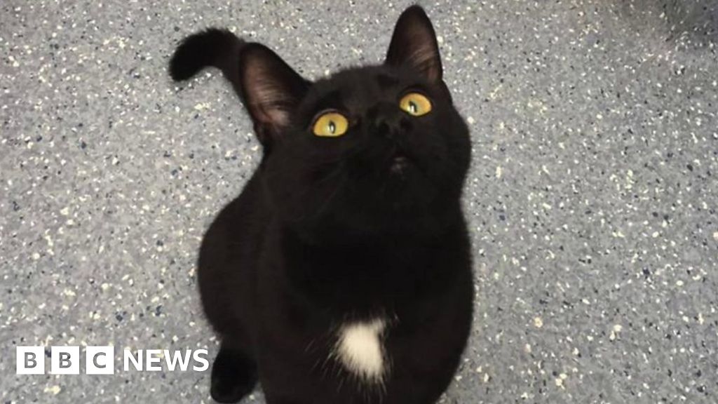 Boss the runaway cat is fostered - BBC News