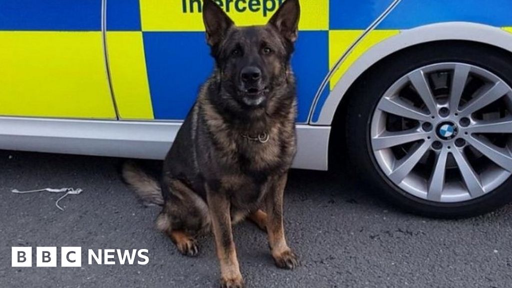 Greater Manchester Police dog handler cleared of attack - BBC News