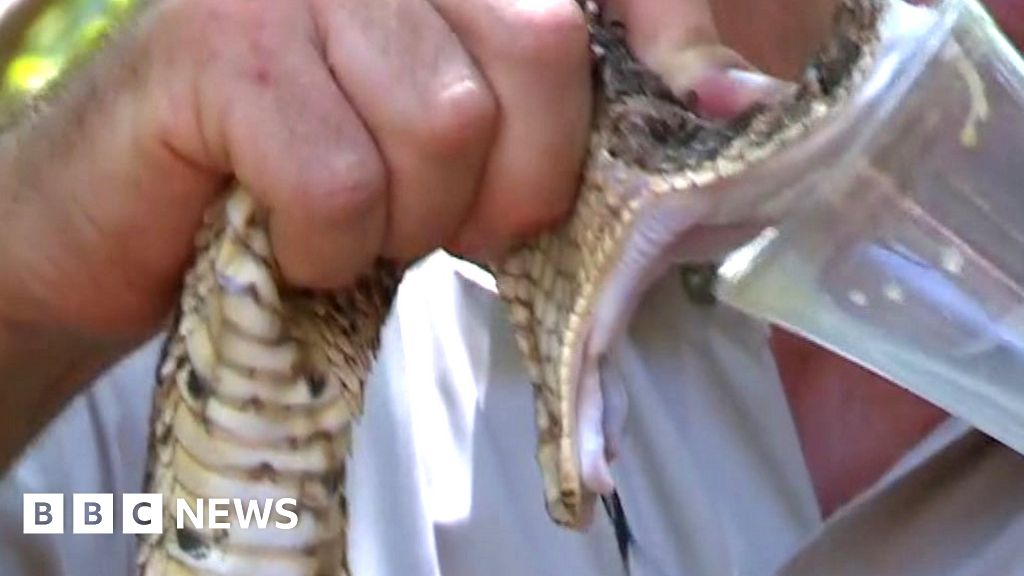 How to milk the venom from a snake - BBC News