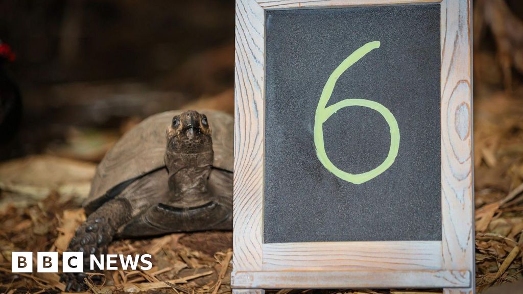 Marwell Zoo's annual animal count reveals 52 births - BBC News