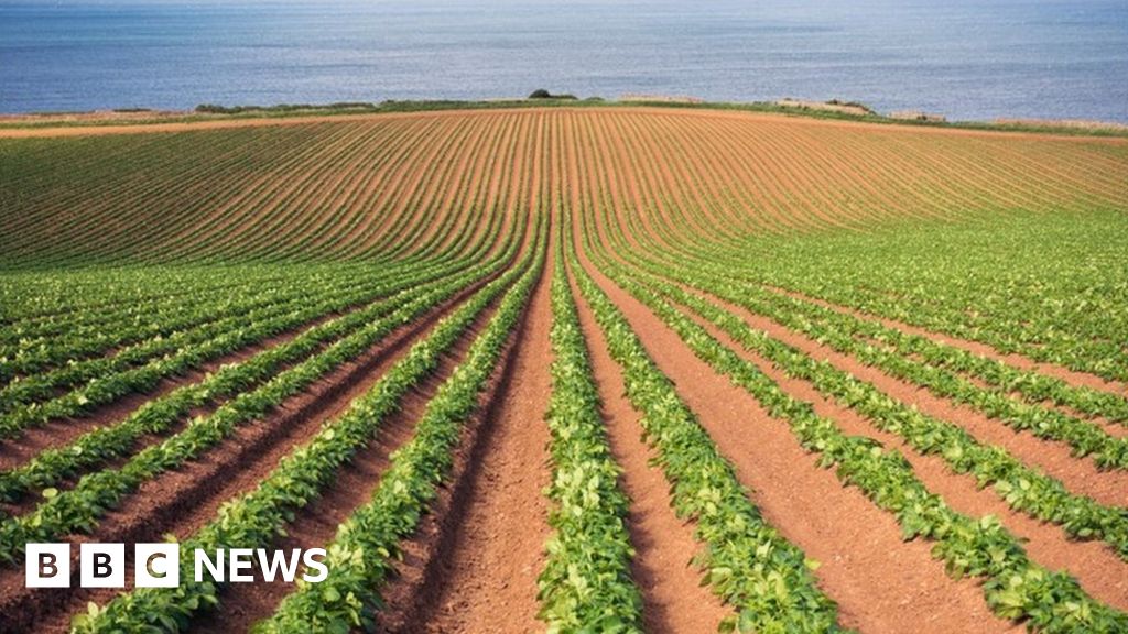 Scottish fruit and vegetable growth strategy unveiled - BBC News