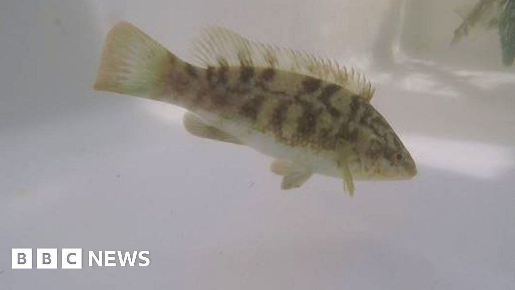 Scottish Salmon farming 'risk' to wild wrasse - BBC News